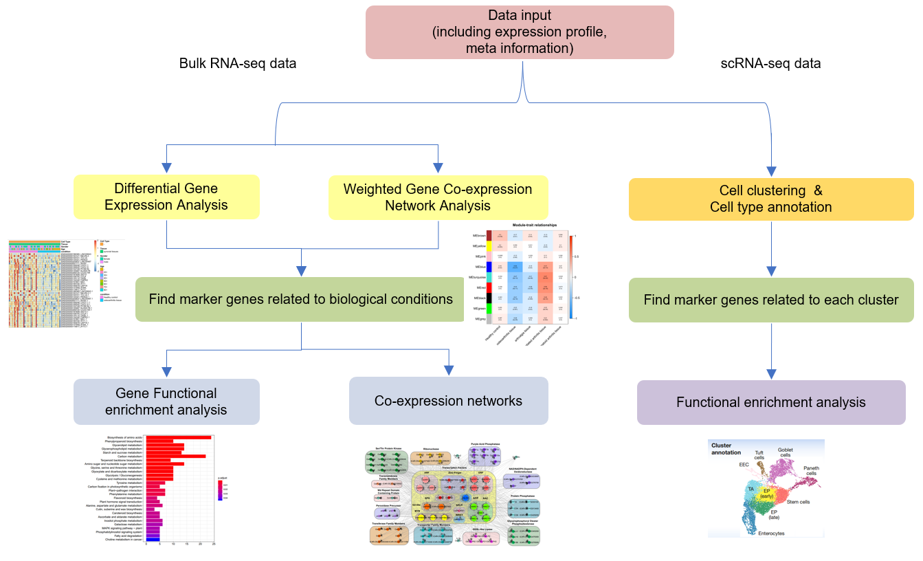 Documentation - Gene Expression Nebulas
