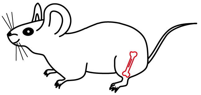 Mouse Hematopoiesis - HemAtlas