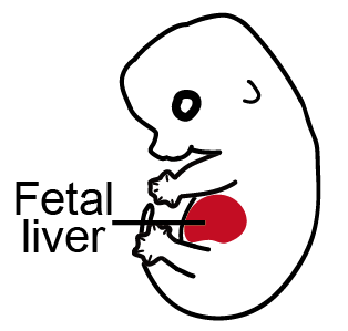 Mouse Hematopoiesis - HemAtlas