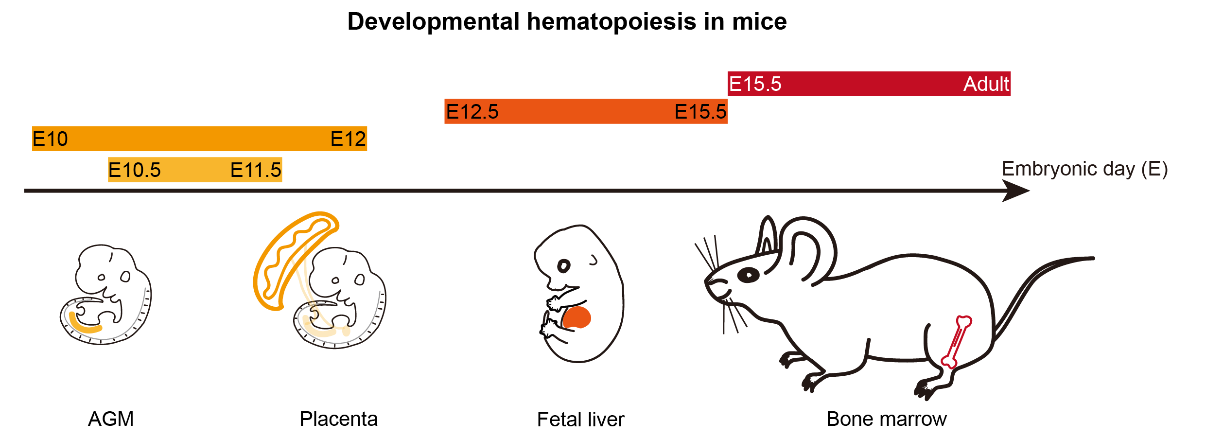 Mouse Hematopoiesis - HemAtlas