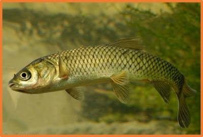 ICG00136 Ctenopharyngodon idella - Internal Control Genes Database (ICG)