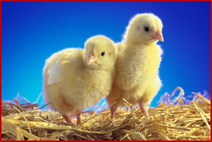 ICG00148 Gallus gallus - Internal Control Genes Database (ICG)