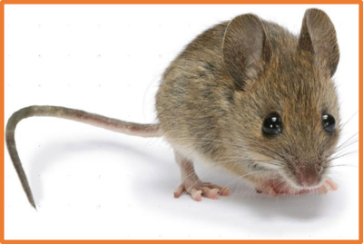 ICG00161 Mus musculus - Internal Control Genes Database (ICG)