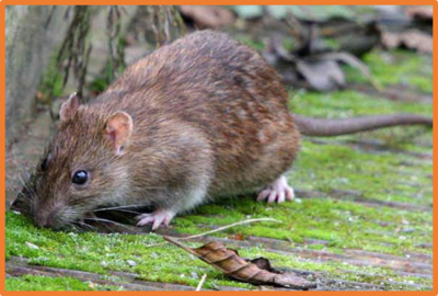 ICG00173 Rattus norvegicus - Internal Control Genes Database (ICG)