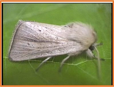 ICG00180 Sesamia inferens - Internal Control Genes Database (ICG)