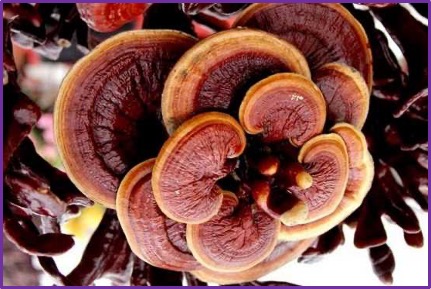 ICG00191 Ganoderma lucidum - Internal Control Genes Database (ICG)
