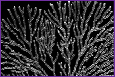ICG00192 Neurospora crassa - Internal Control Genes Database (ICG)