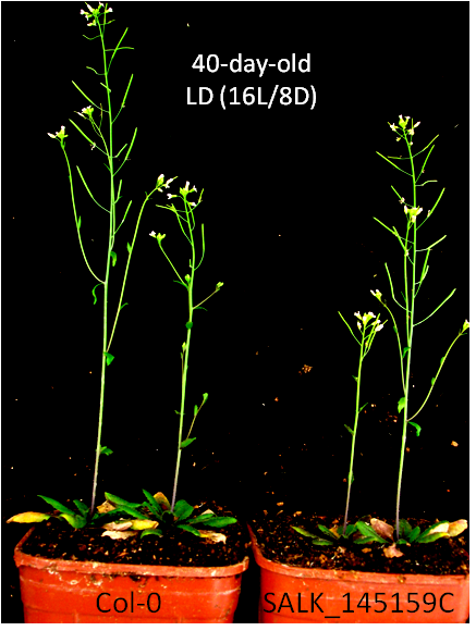 Leaf Senescence DataBase