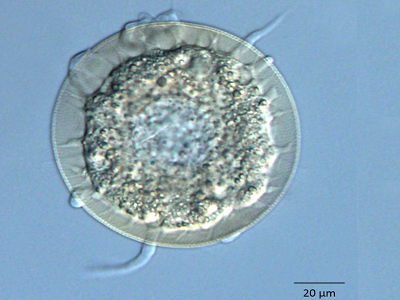 Home - Protist 10,000 Genomes Project (P10K)