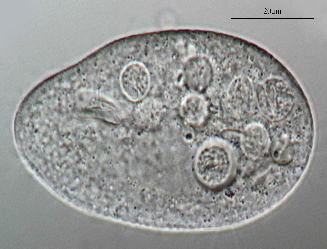Home - Protist 10,000 Genomes Project (P10K)