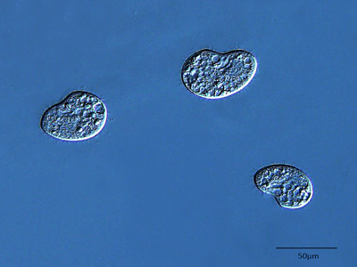 Home - Protist 10,000 Genomes Project (P10K)