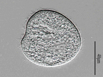 Home - Protist 10,000 Genomes Project (P10K)
