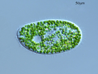 Home - Protist 10,000 Genomes Project (P10K)