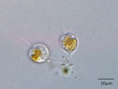 Home - Protist 10,000 Genomes Project (P10K)